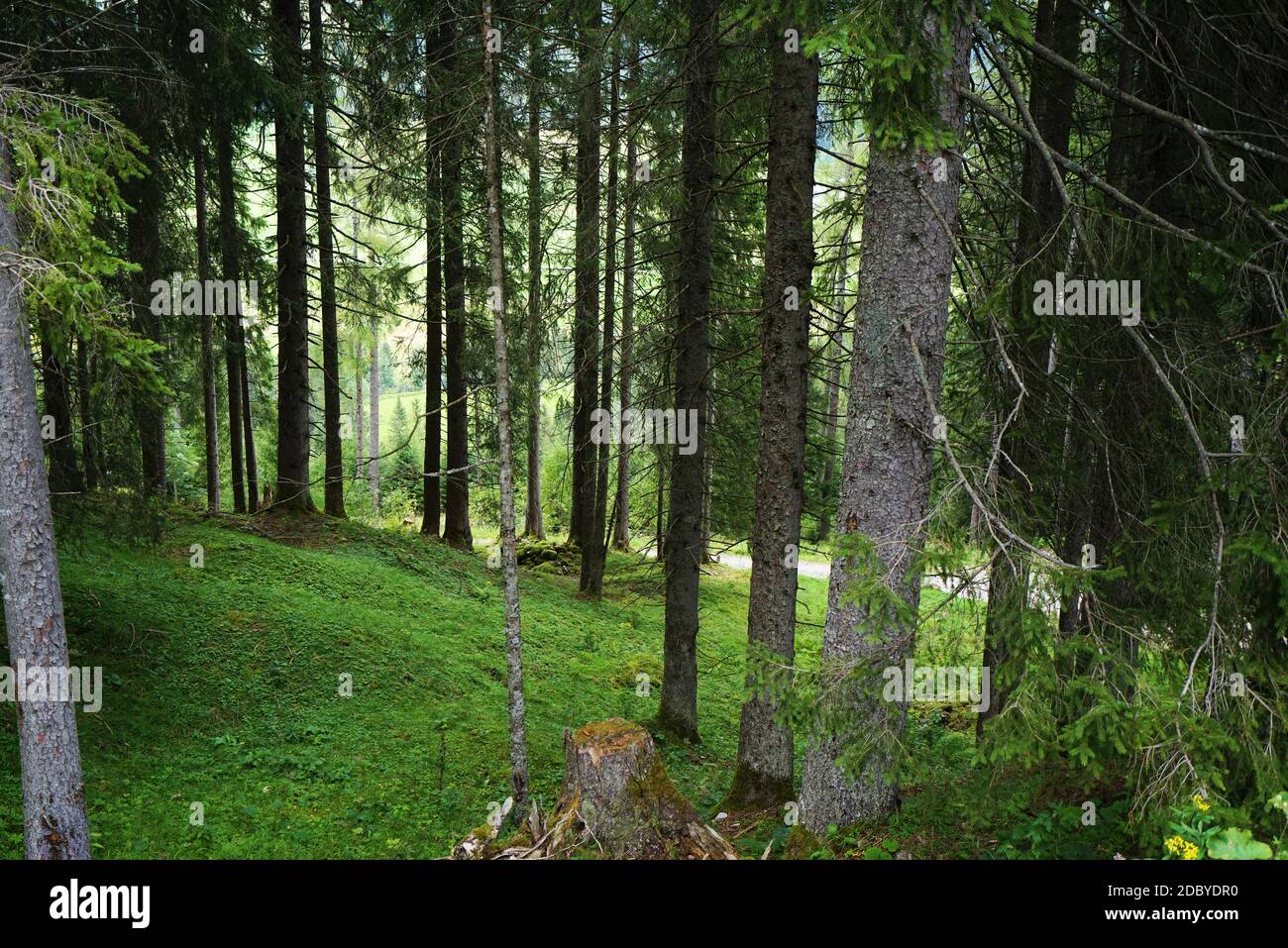 Tyrolean spruce hi-res stock photography and images - Alamy