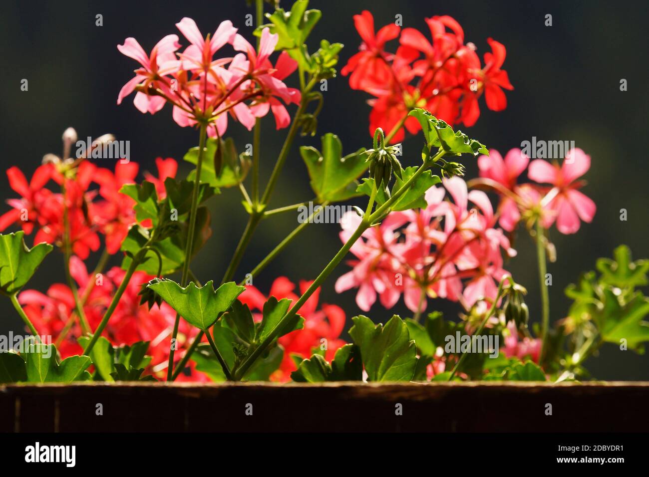Wooden balcony geraniums hi-res stock photography and images - Alamy