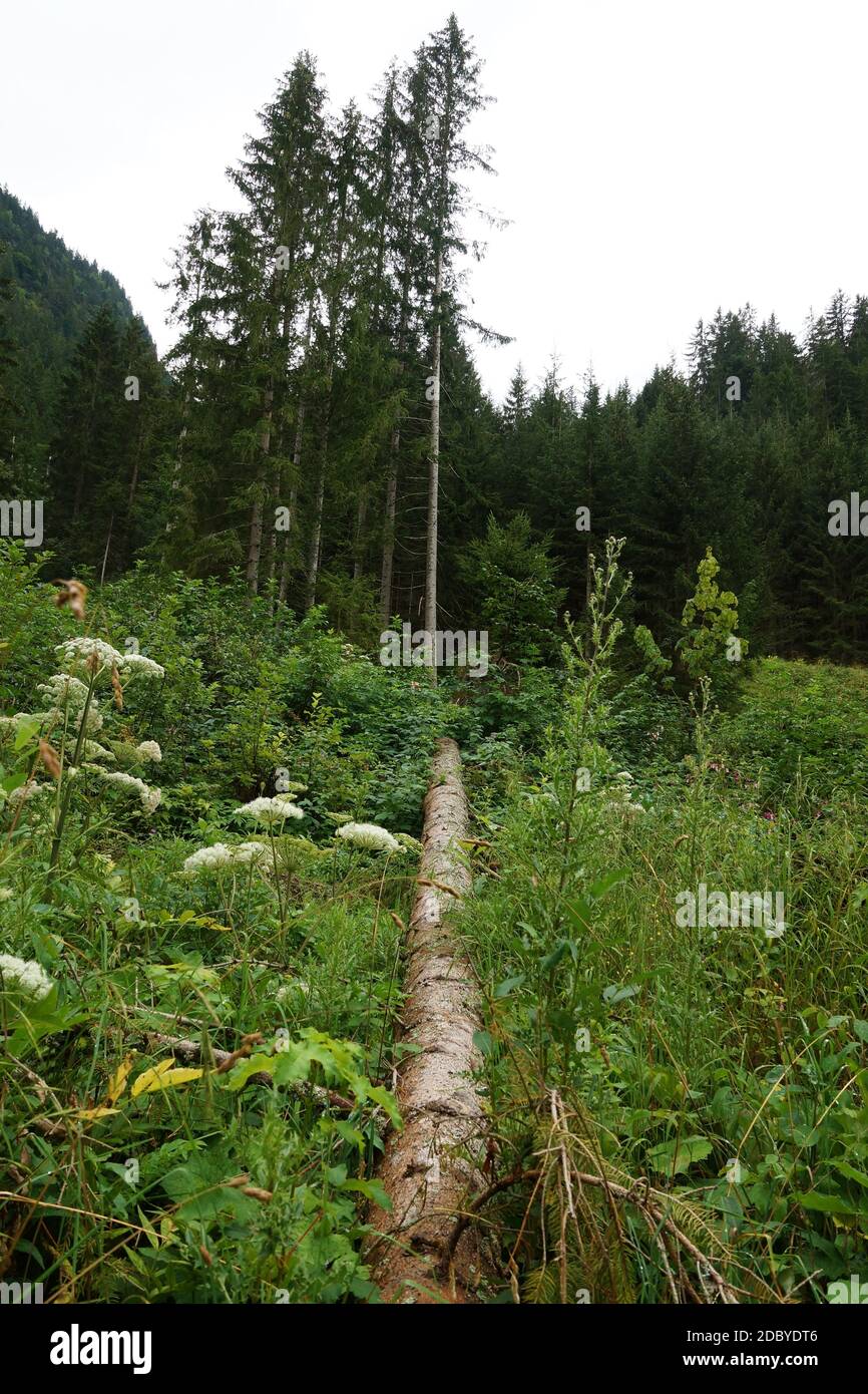 Coniferous forest in the Tyrolean Alps in summer Stock Photo - Alamy