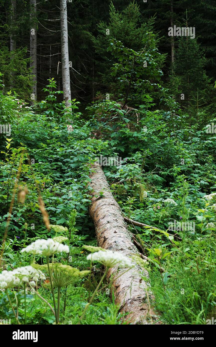 Forest in the Tyrolean Alps in summer Stock Photo - Alamy