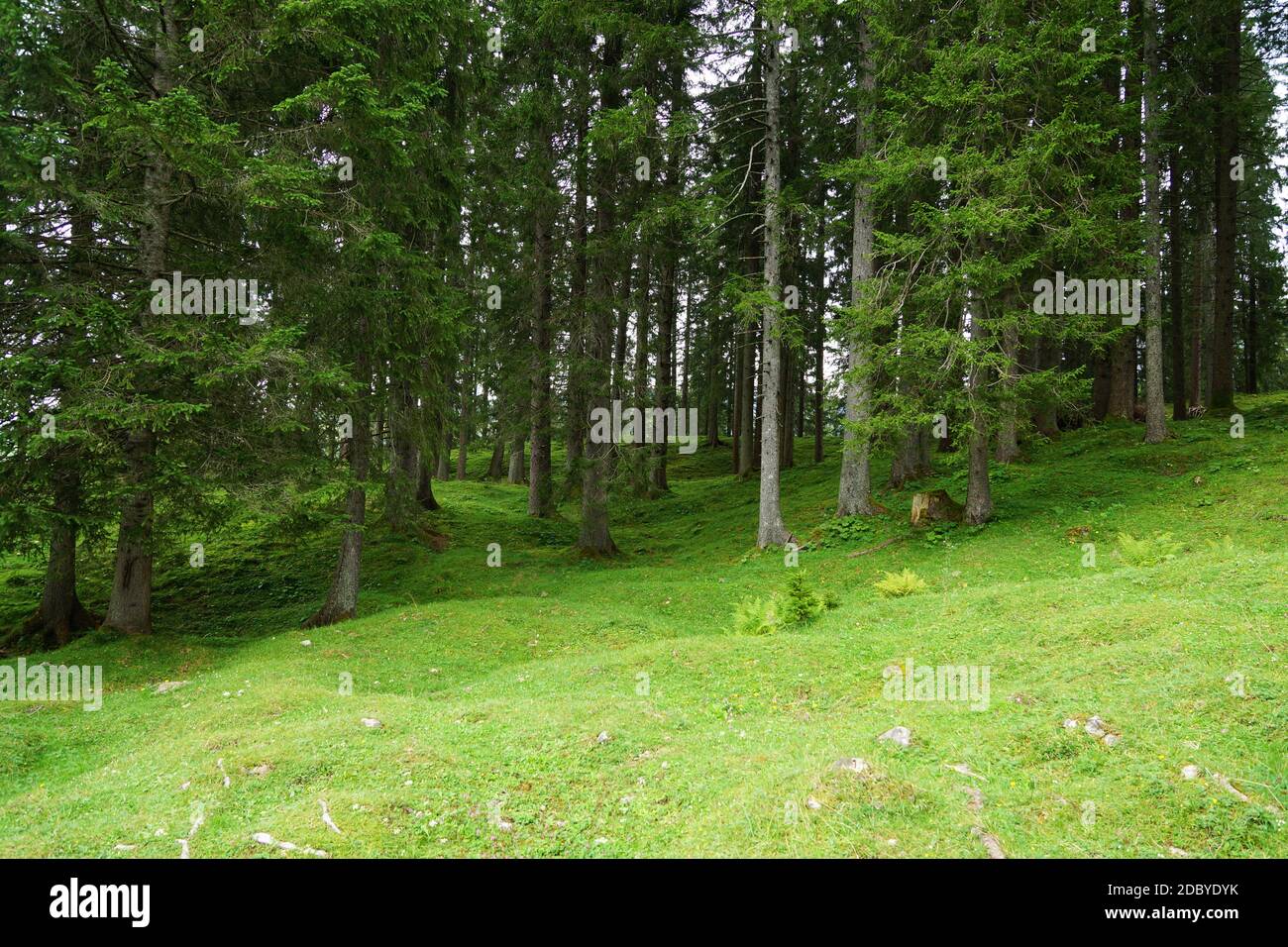 Tyrolean spruce hi-res stock photography and images - Alamy