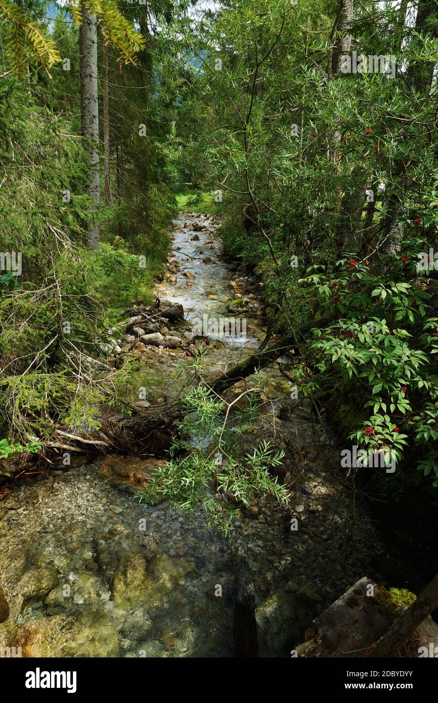 Tyrolean spruce hi-res stock photography and images - Alamy