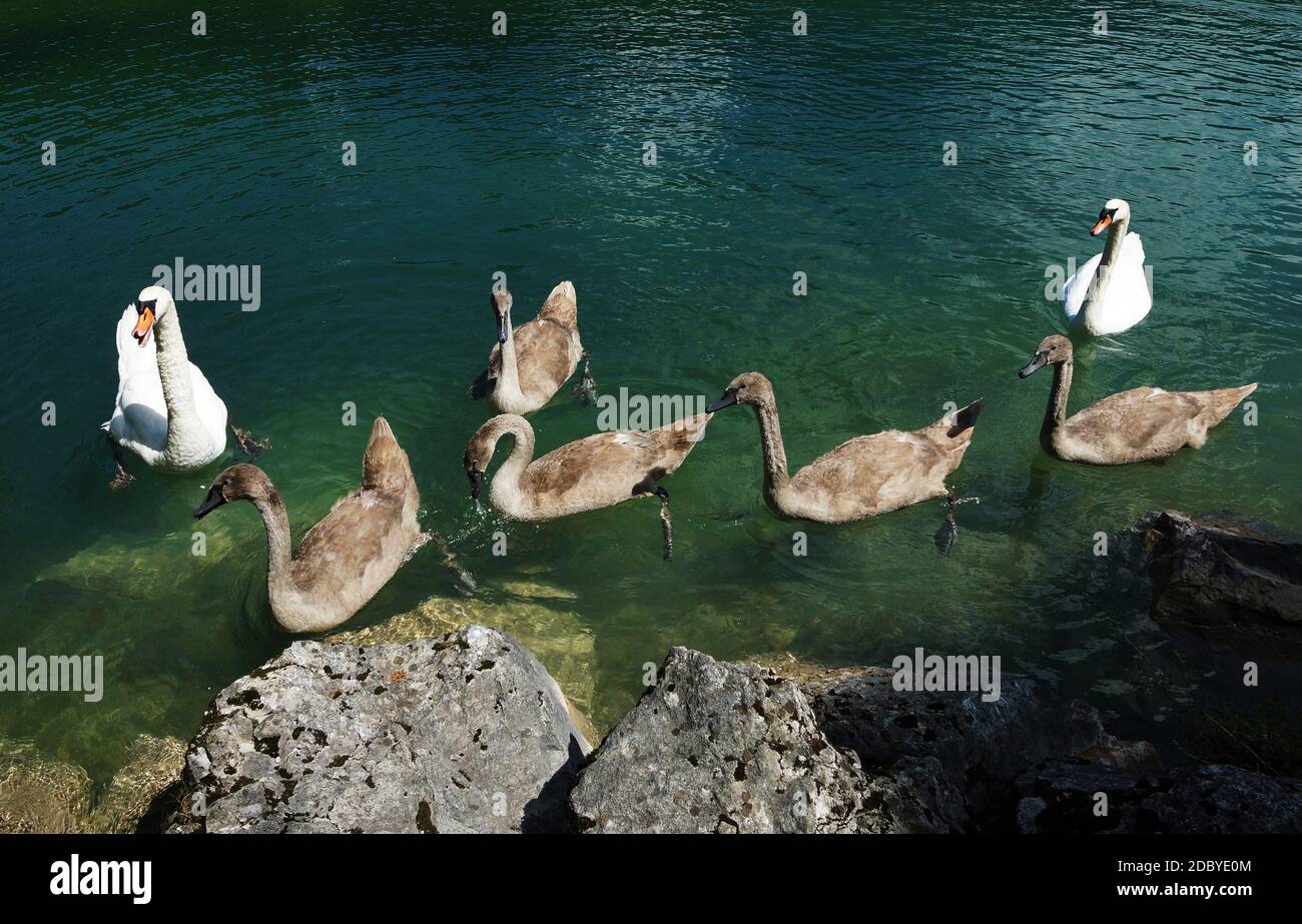 The threatened swan hi-res stock photography and images - Alamy