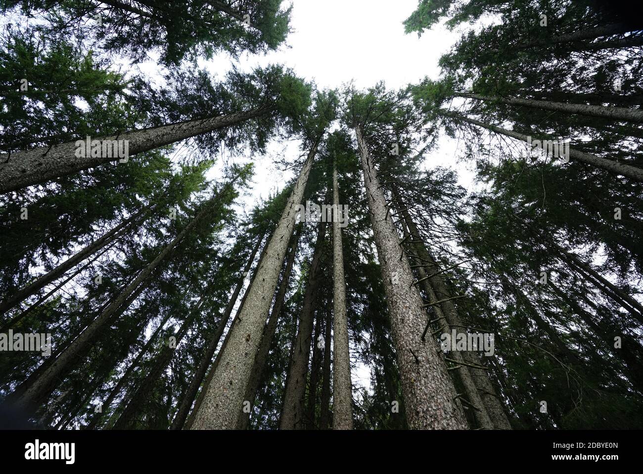 Coniferous forest in the Tyrolean Alps in summer Stock Photo - Alamy