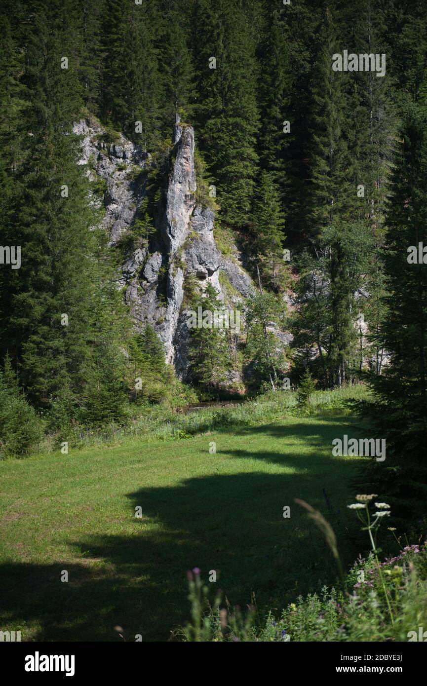 Styrian tree hi-res stock photography and images - Alamy