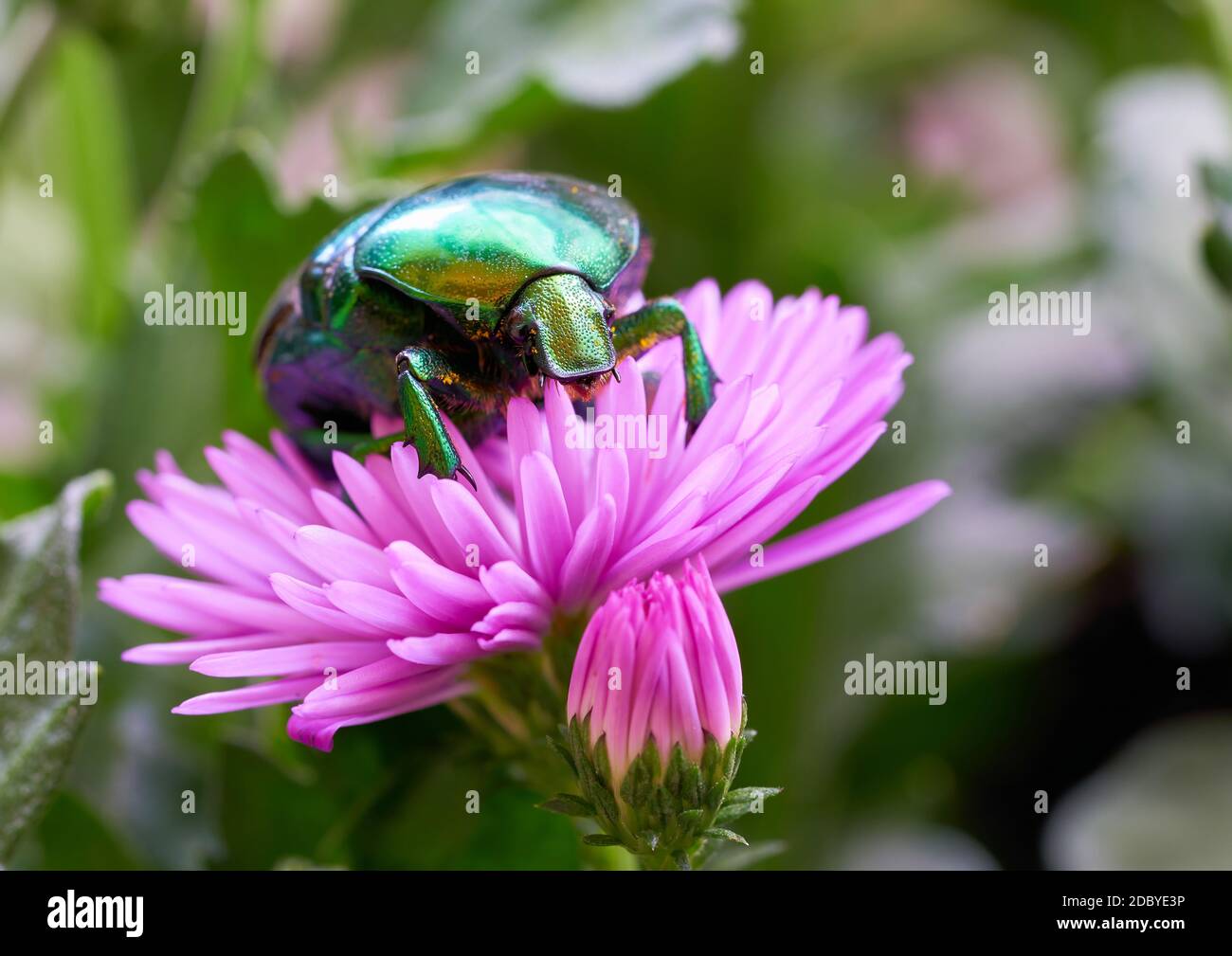Rose beetle hi-res stock photography and images - Alamy
