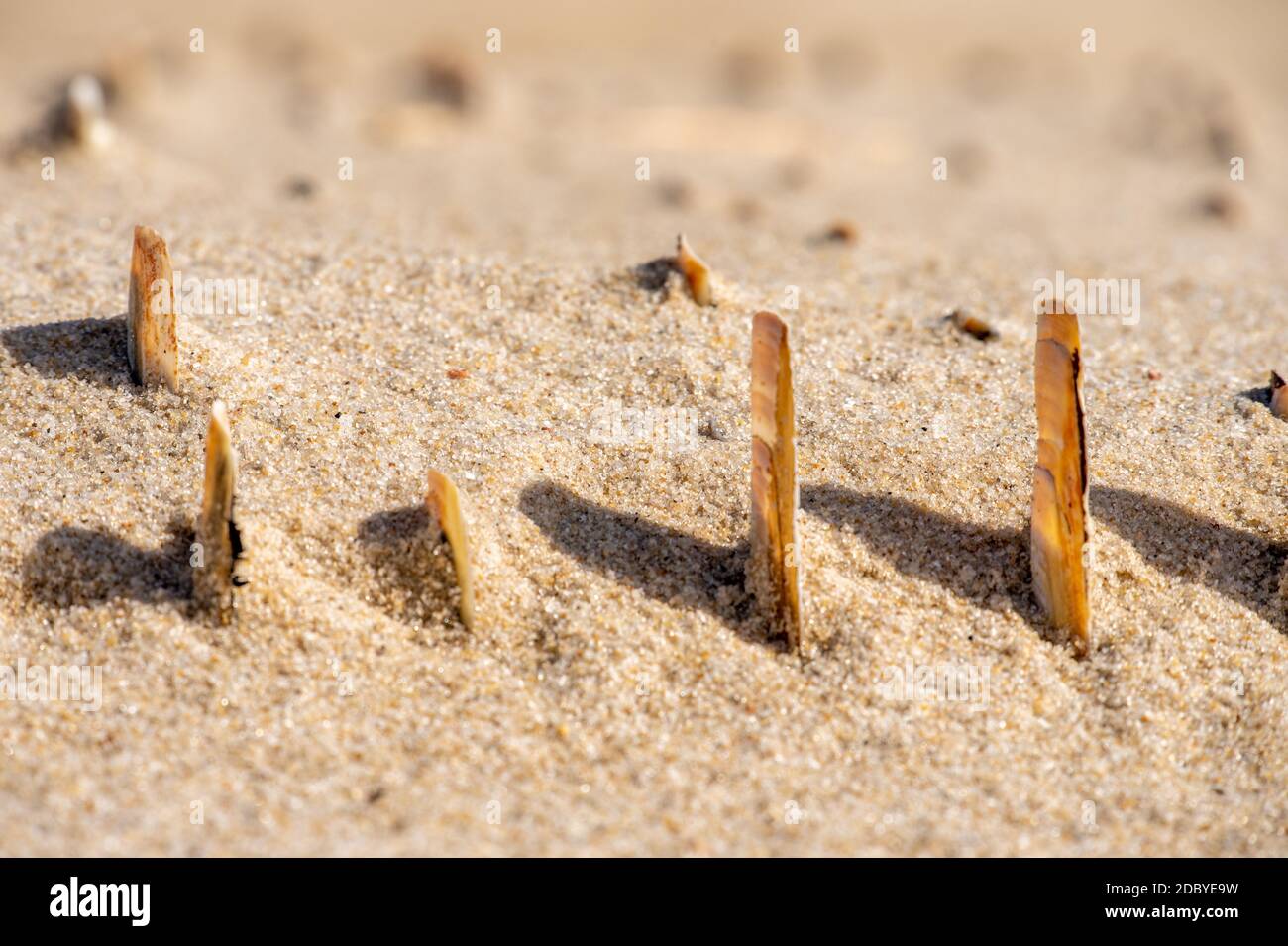 Piled high shells hi-res stock photography and images - Alamy