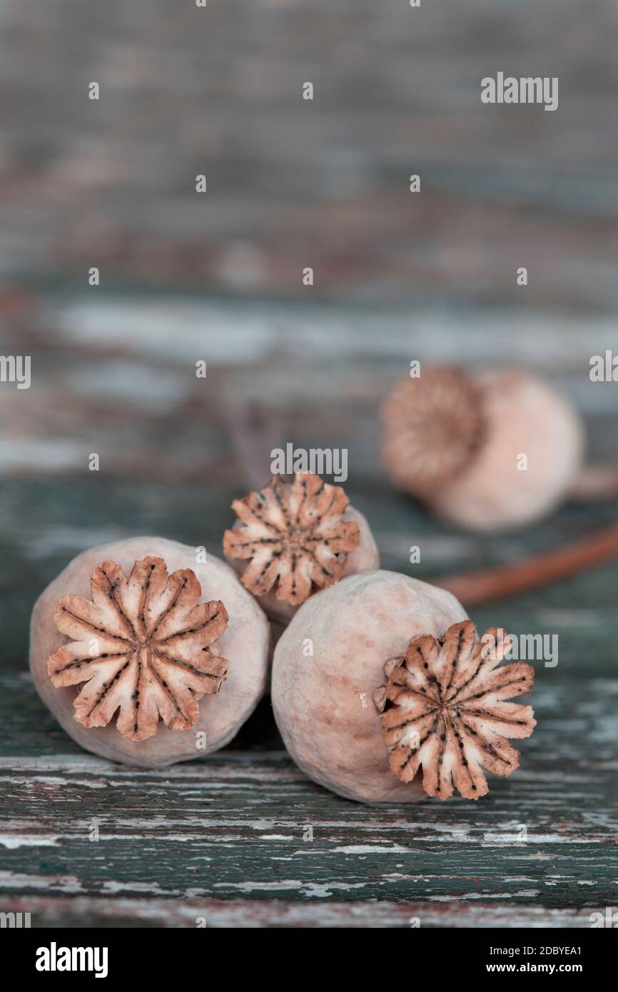 Decorative poppy seed capsules hi-res stock photography and images - Alamy