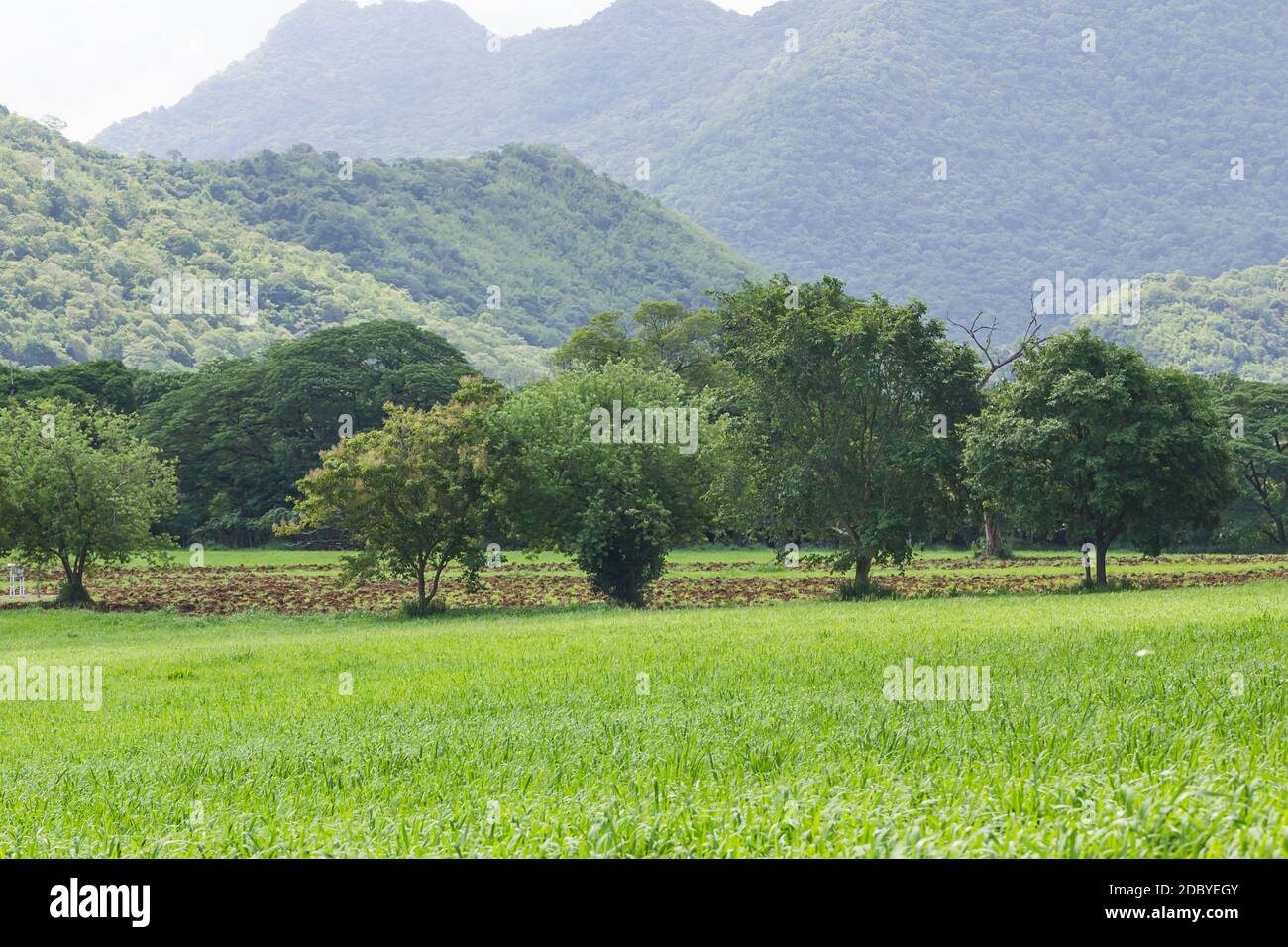 Green grass field rural landscape with trees Stock Photo - Alamy
