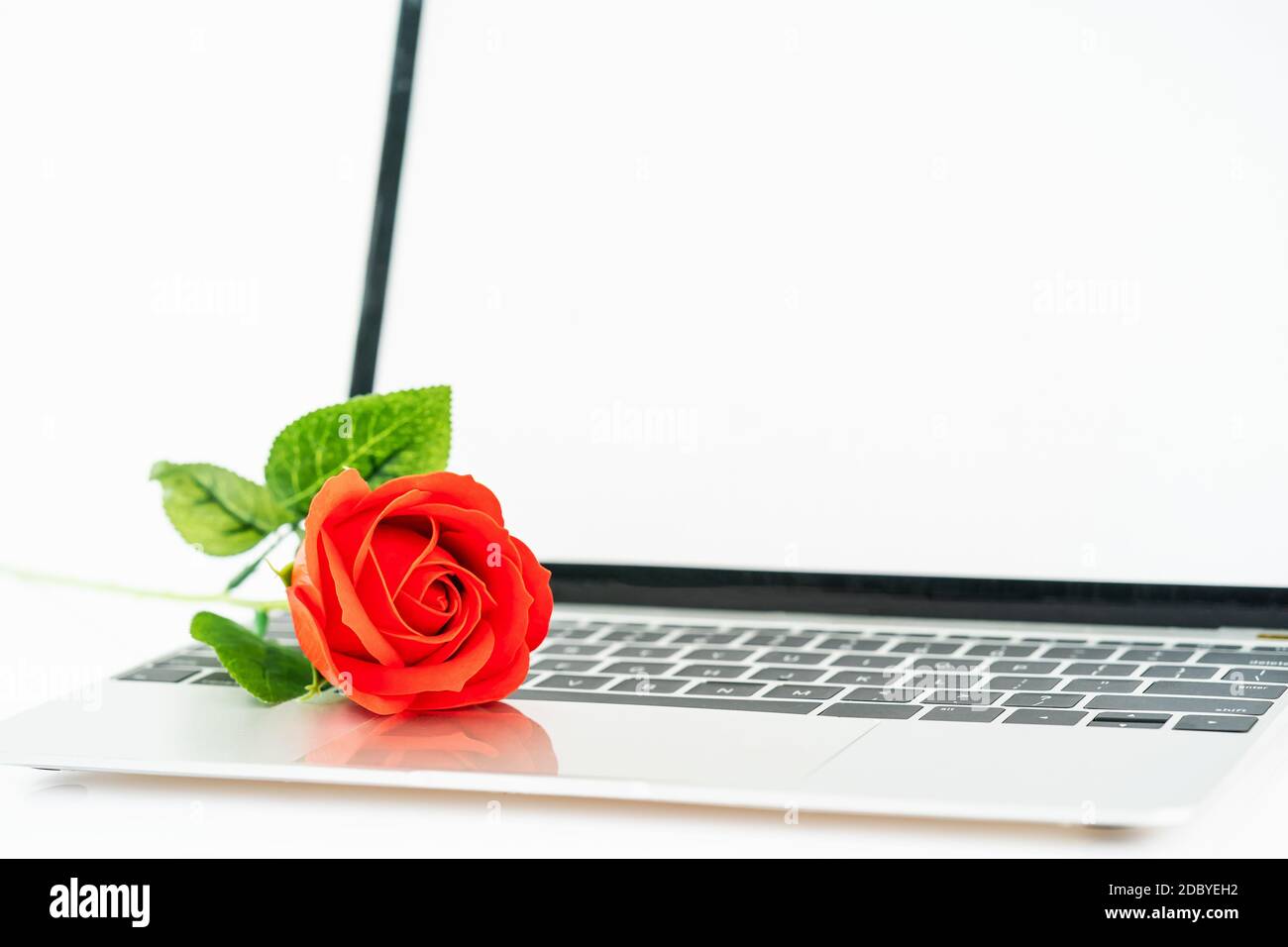 Red rose on the laptop keyboard on white background, Valentine concept ...