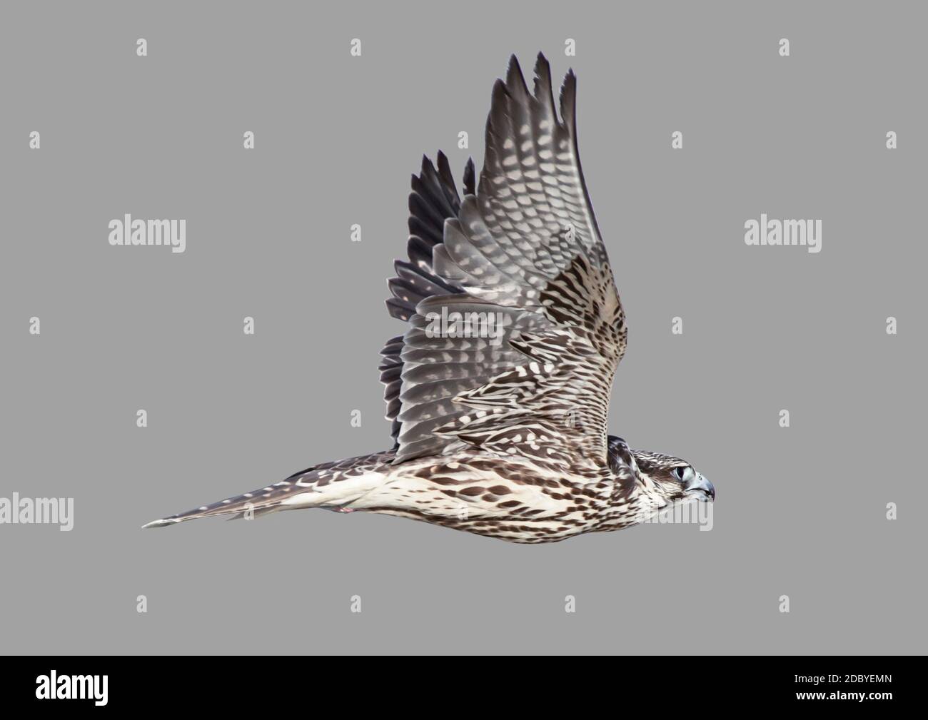 Steppe hawk bird in flight in pursuit Stock Photo - Alamy