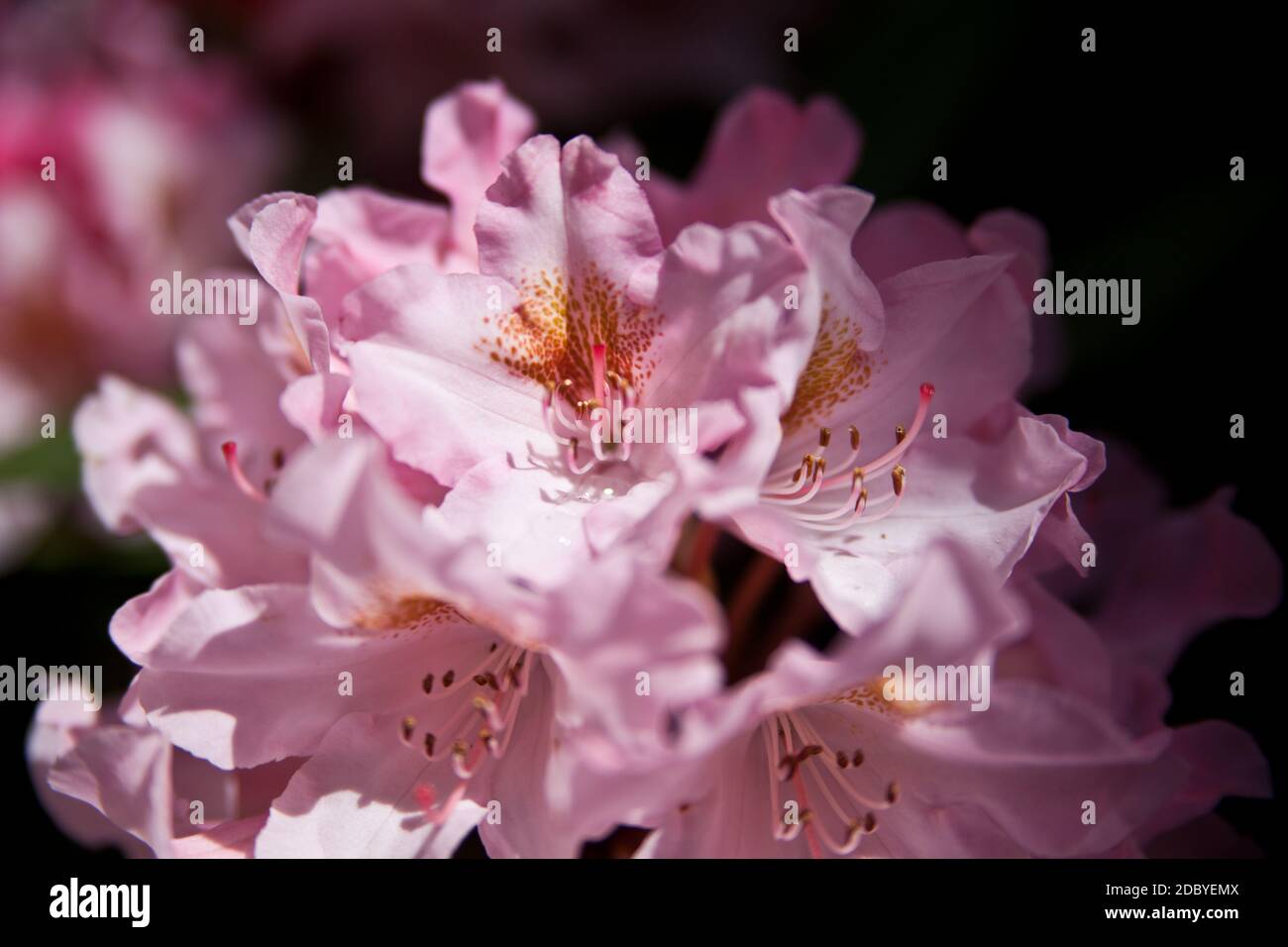 Pink rhododendron hi-res stock photography and images - Alamy