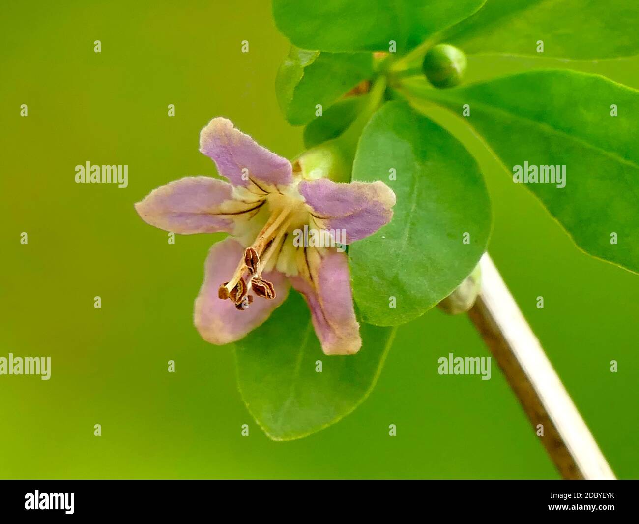 Goji berry plant flower hi-res stock photography and images - Alamy
