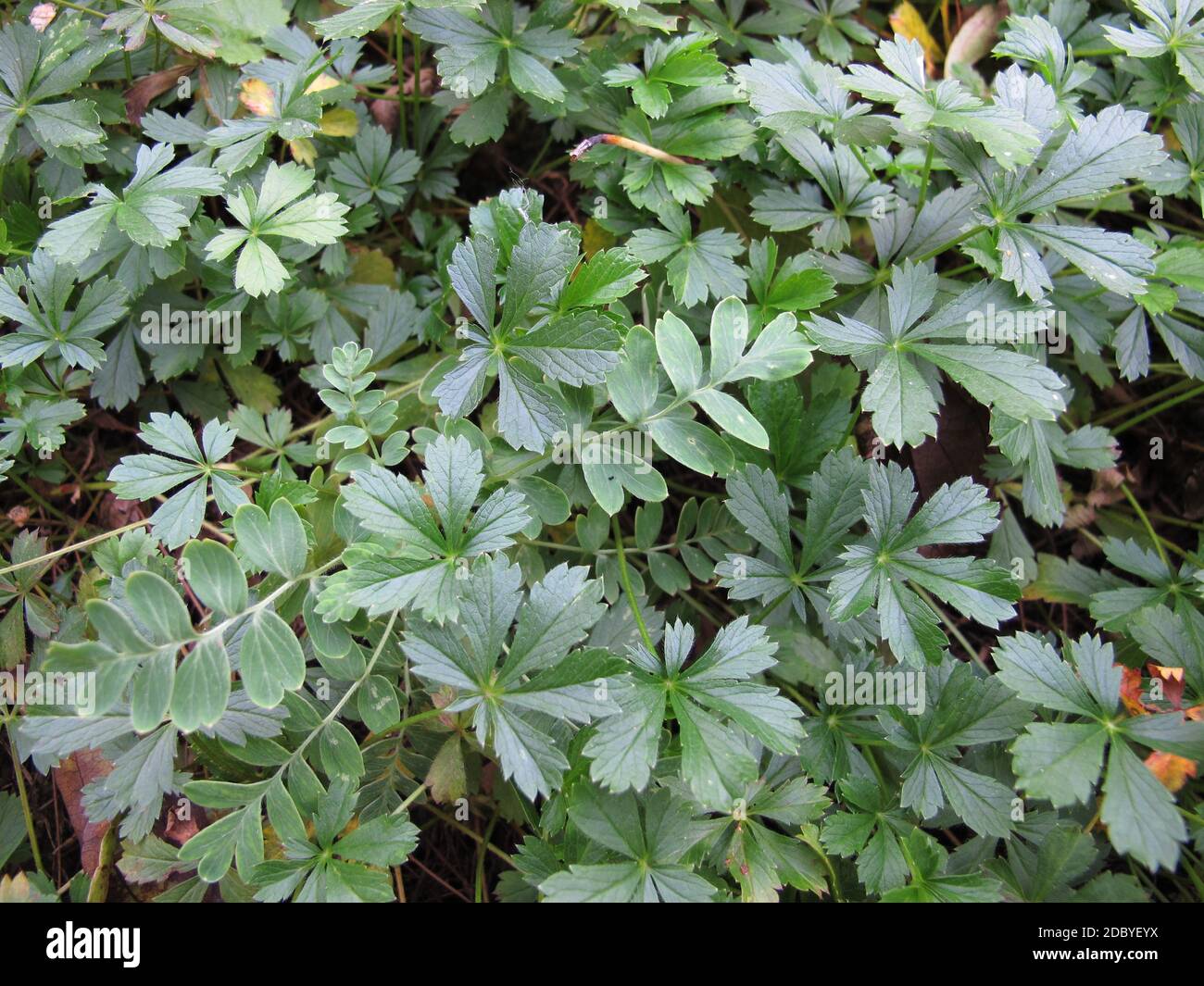 Spring cinquefoil, Potentilla neumanniana Stock Photo - Alamy