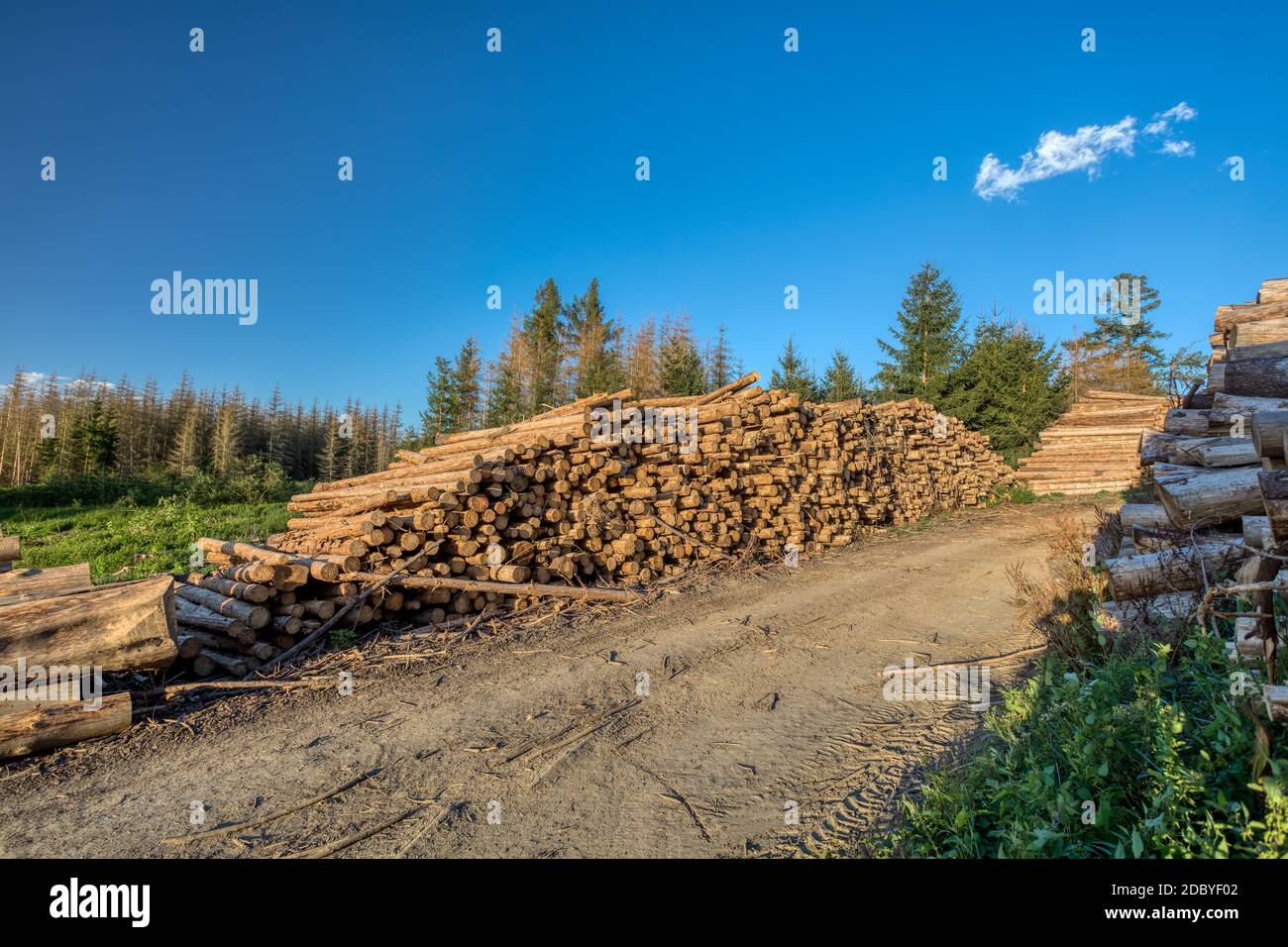 Piled logs of harvested wood timber next to forest in countryside after ...