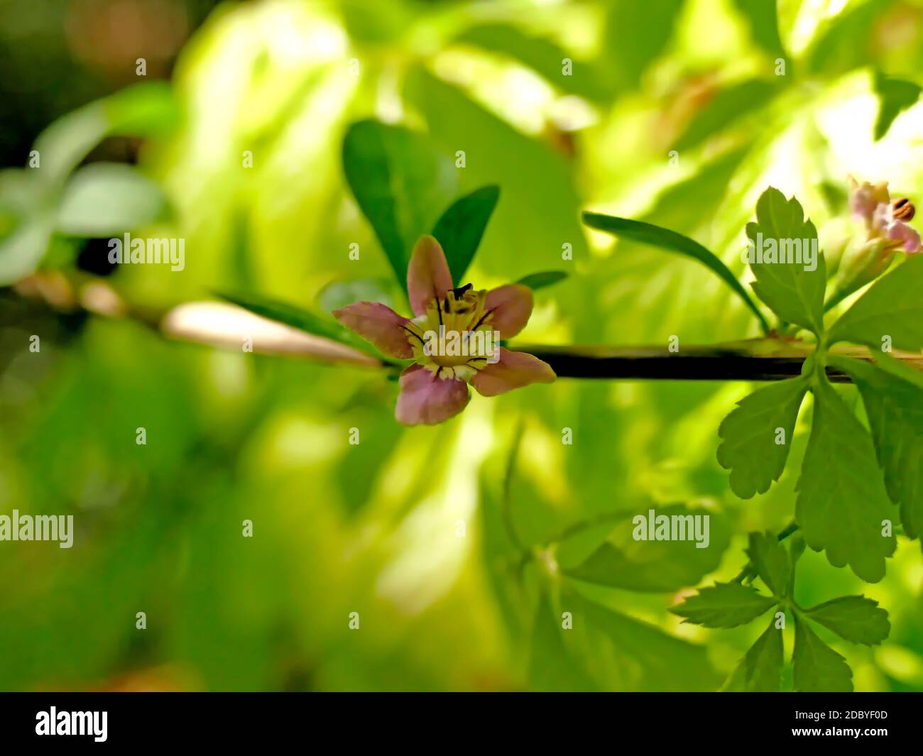Goji berry plant flower hi-res stock photography and images - Alamy