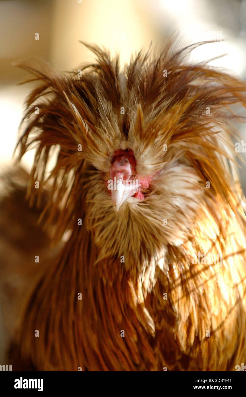 Paduan hen with the characteristic tuft raised in the area of the ...