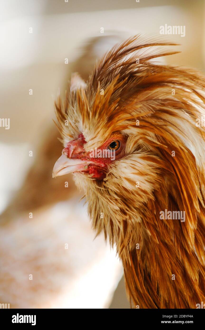 Paduan hen with the characteristic tuft raised in the area of the ...