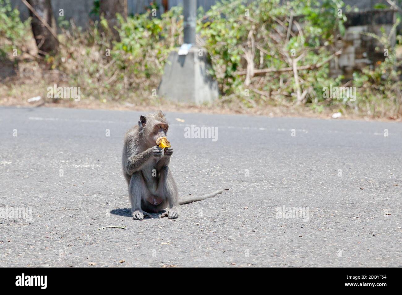 Monkey eating mango hi-res stock photography and images - Alamy