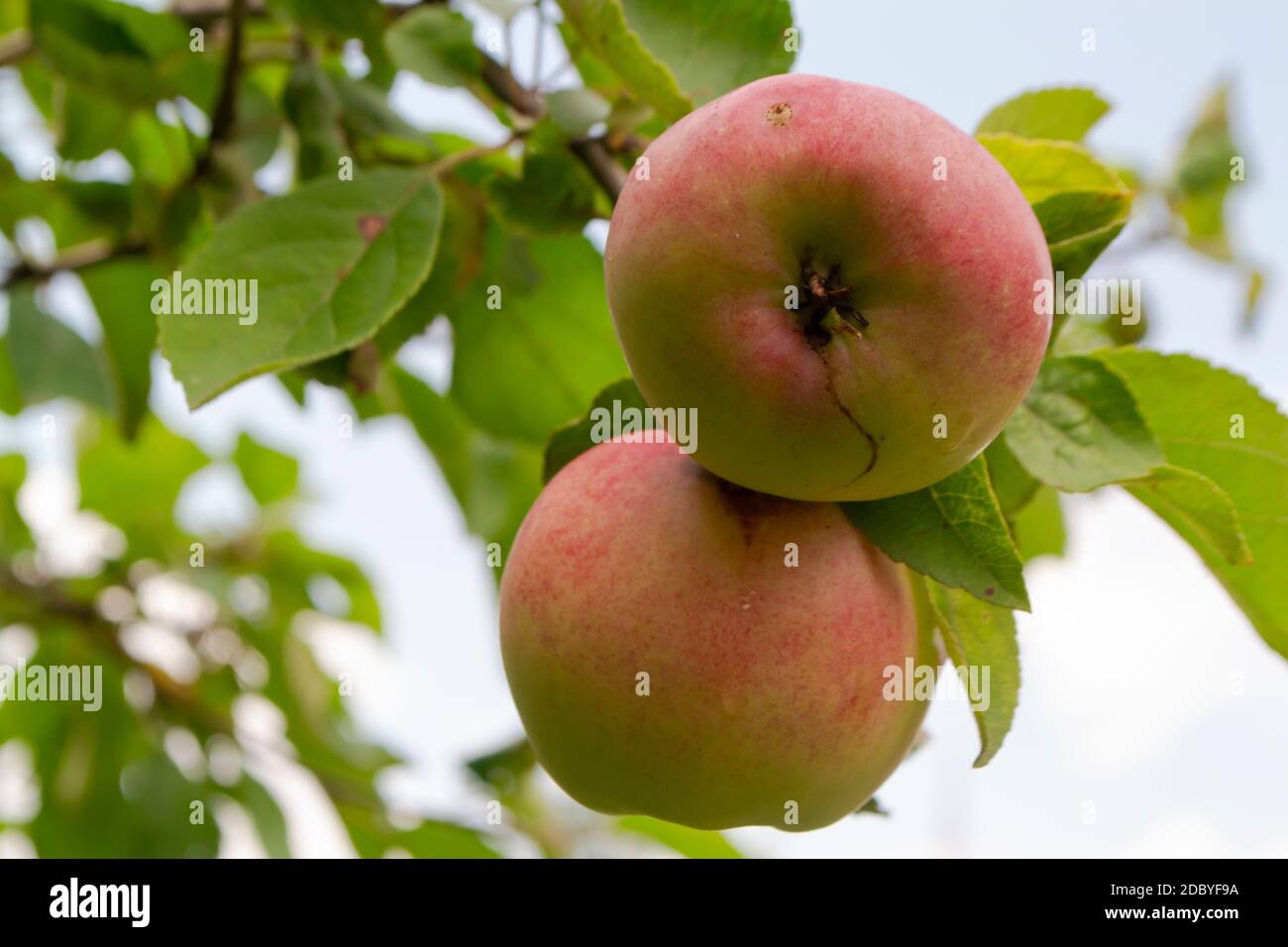 Ripe pink apples on a tree in summer. Background of sky and wispy white ...