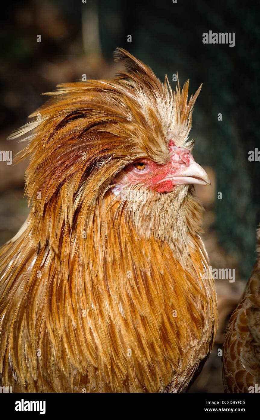 Paduan hen with the characteristic tuft raised in the area of the ...