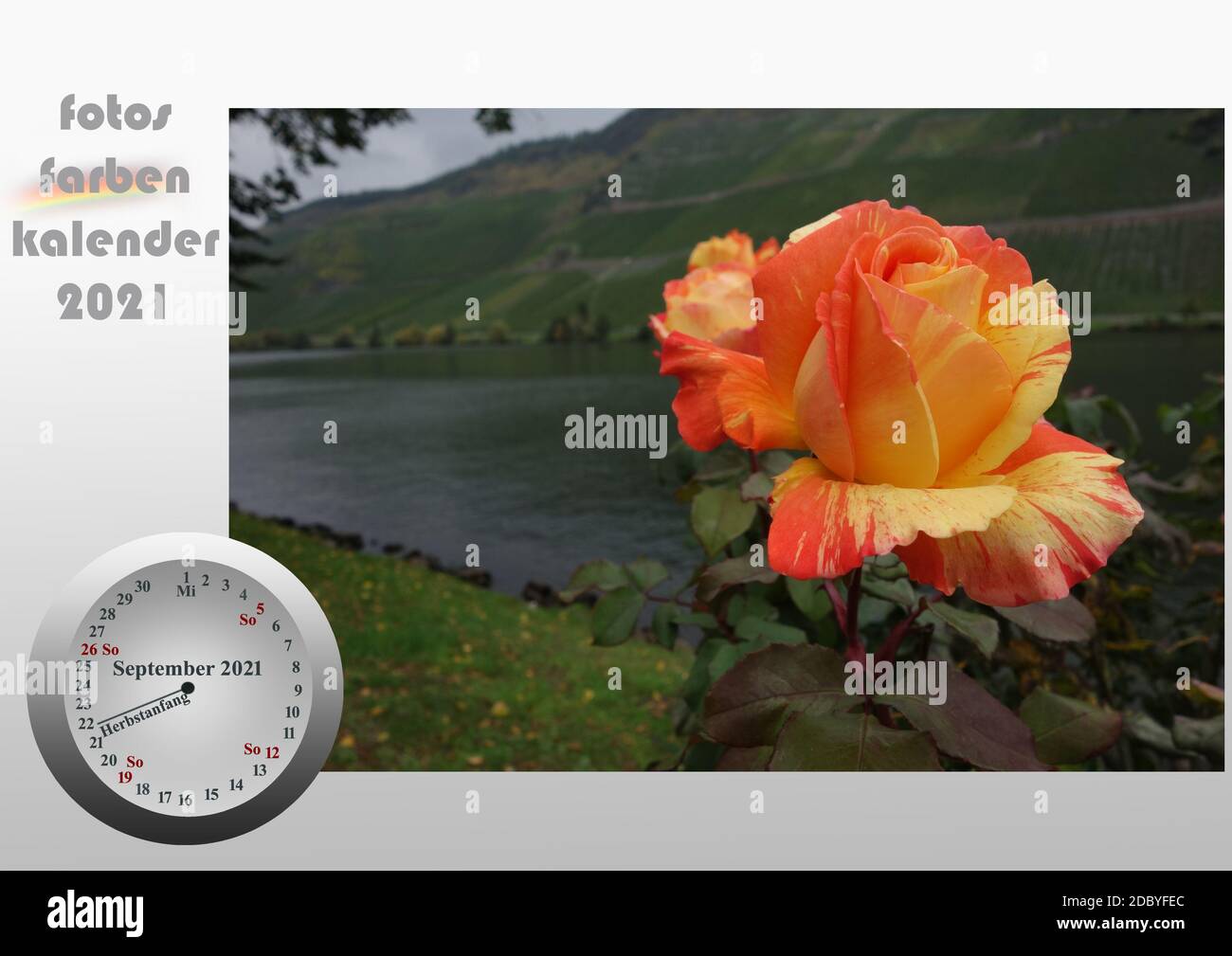 abundance of colors, a rose, colours, photo-calendar 2021, wallpaper ...