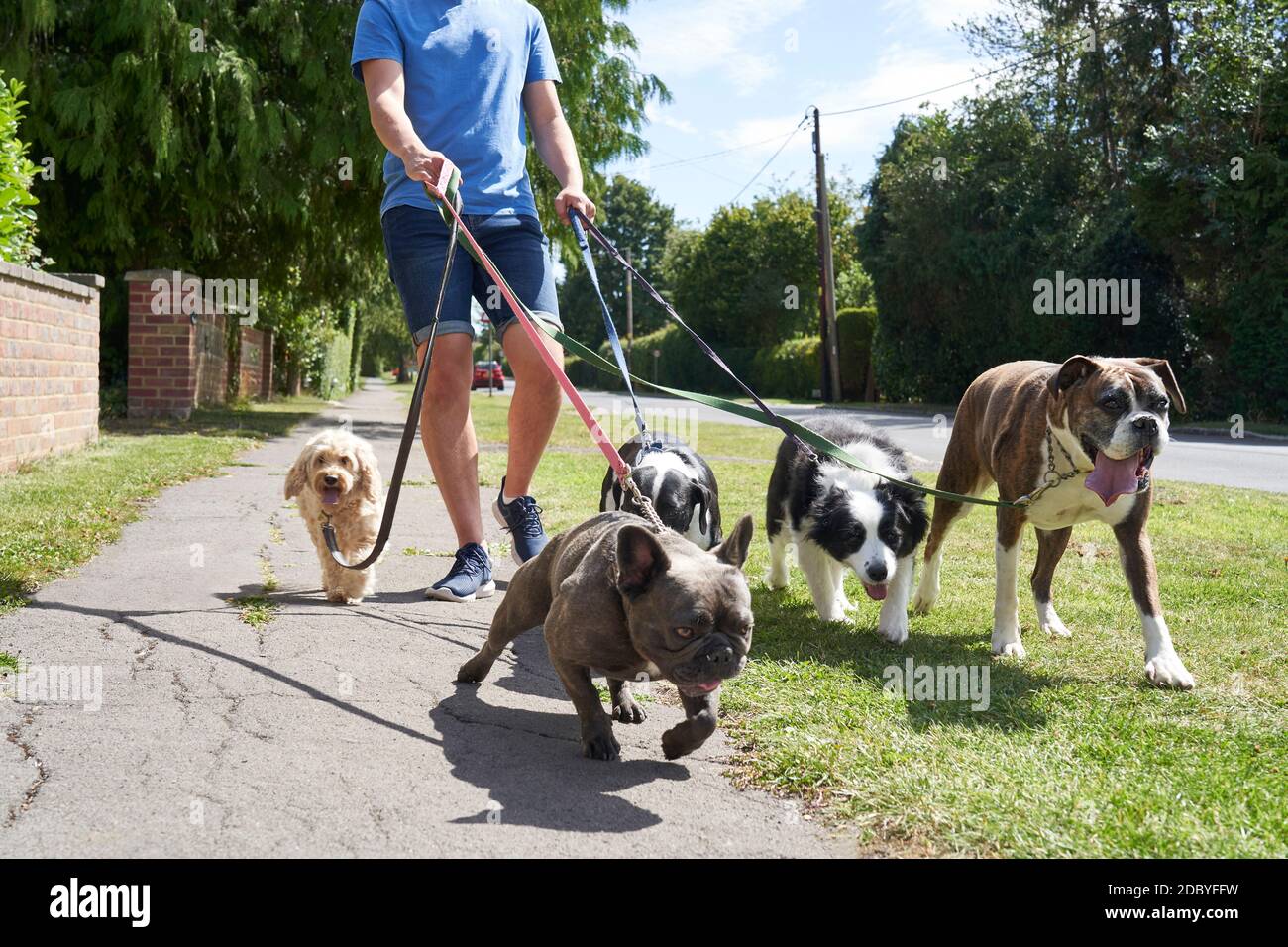 Dog pulling man along hi-res stock photography and images - Alamy