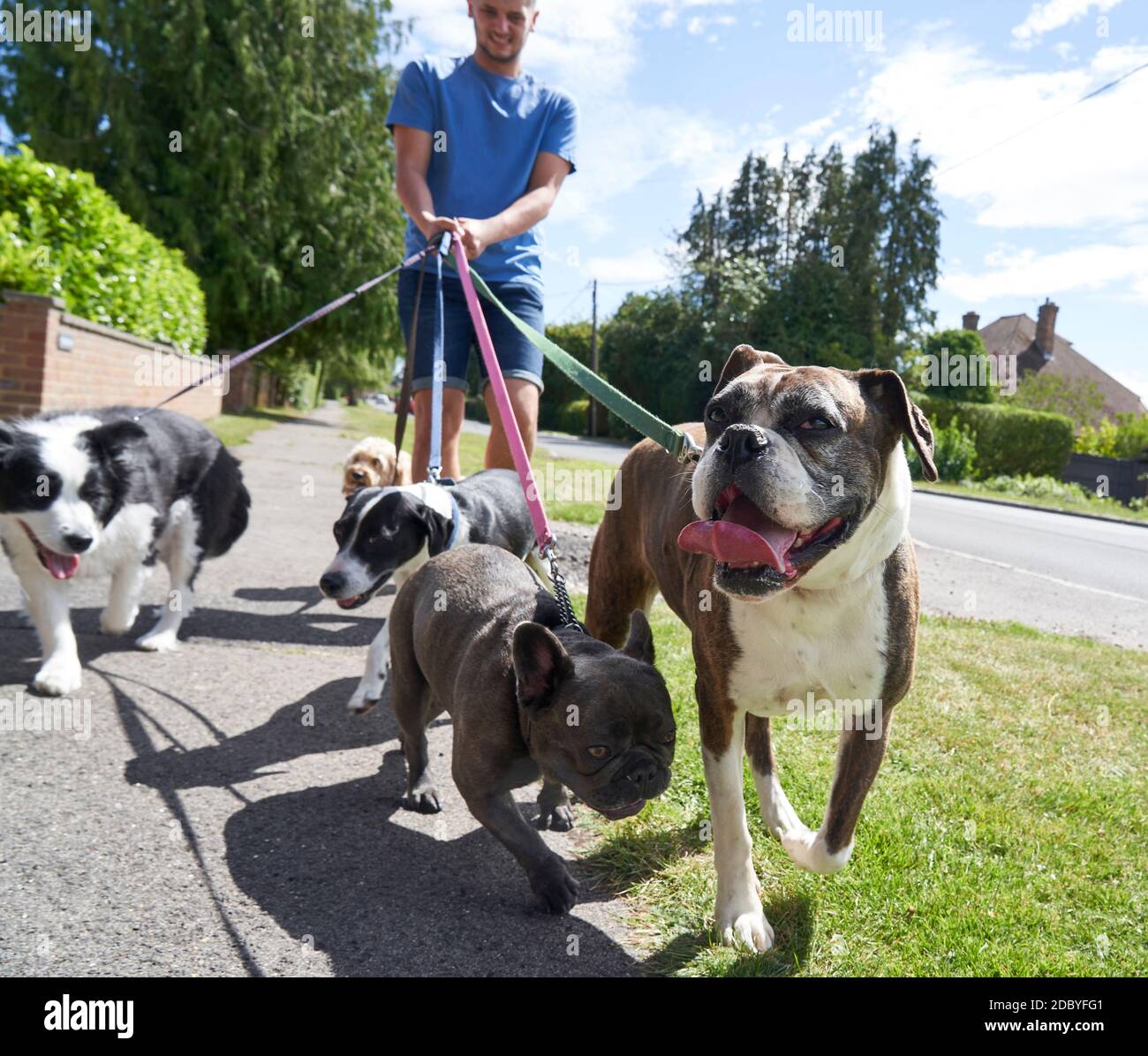 Dog pulling man along hi-res stock photography and images - Alamy