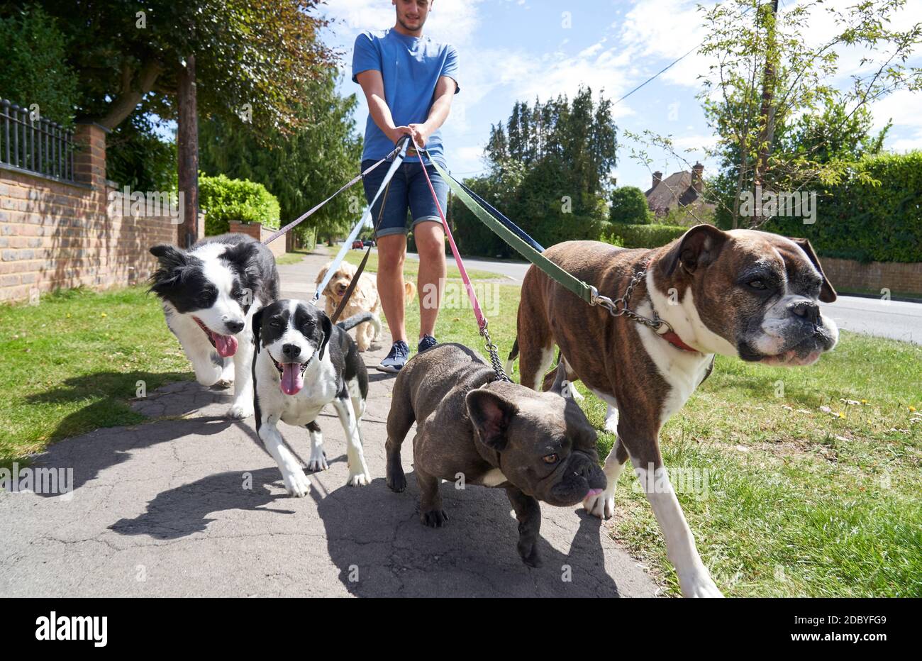 Dog pulling man along hi-res stock photography and images - Alamy