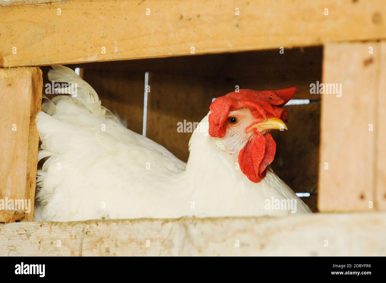 white hen while hatching eggs with the wattle Stock Photo - Alamy