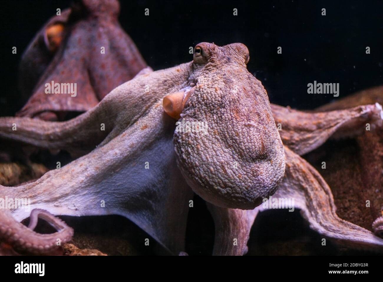 The common octopus (Octopus vulgaris Stock Photo - Alamy