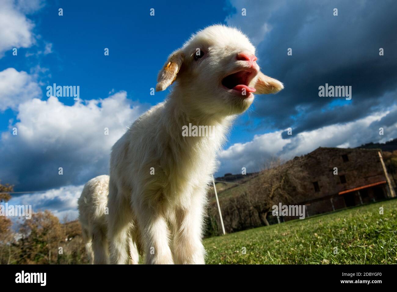 Breeding screams hi-res stock photography and images - Alamy