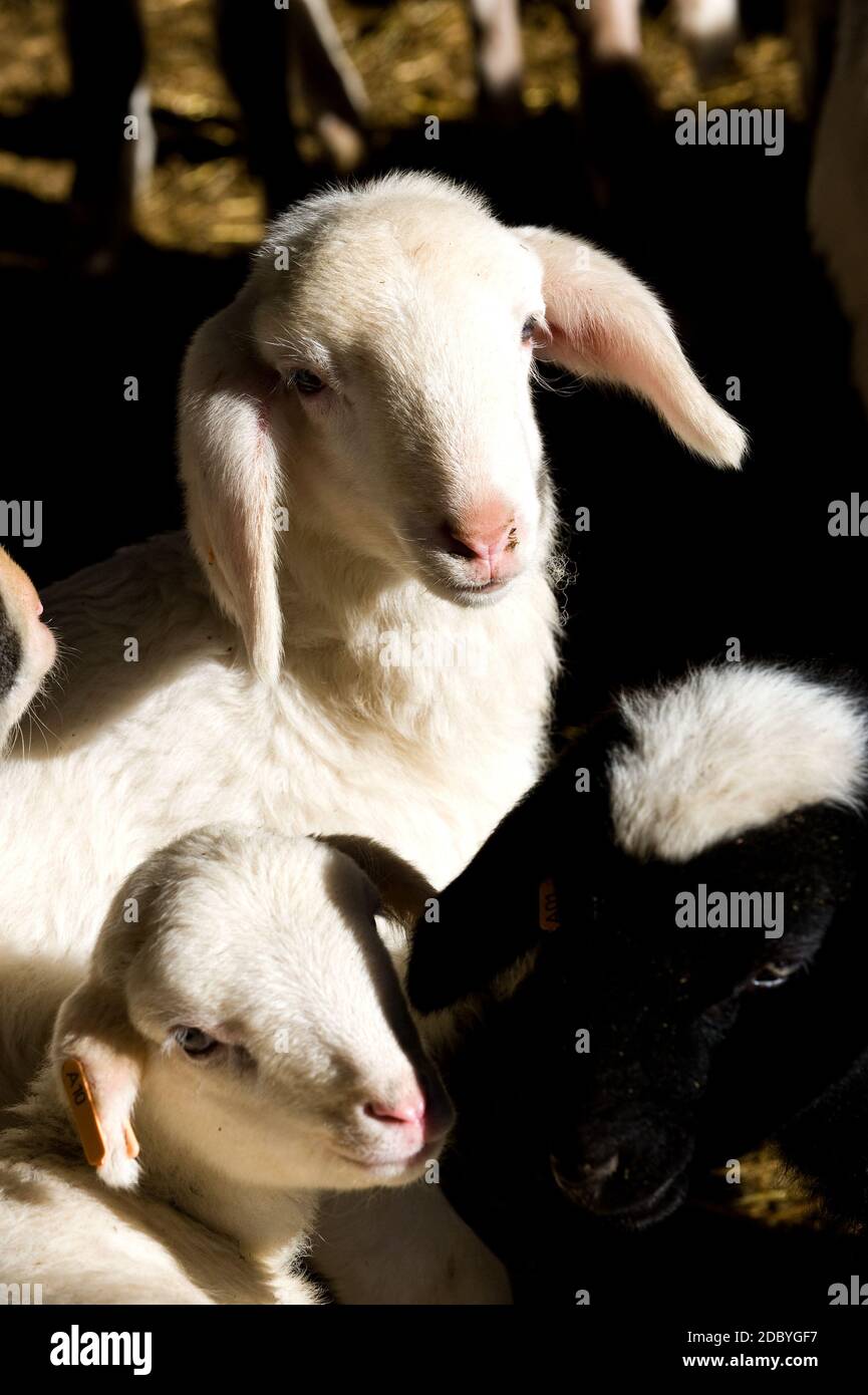 two young lambs on a farm waiting for a vet check Stock Photo - Alamy
