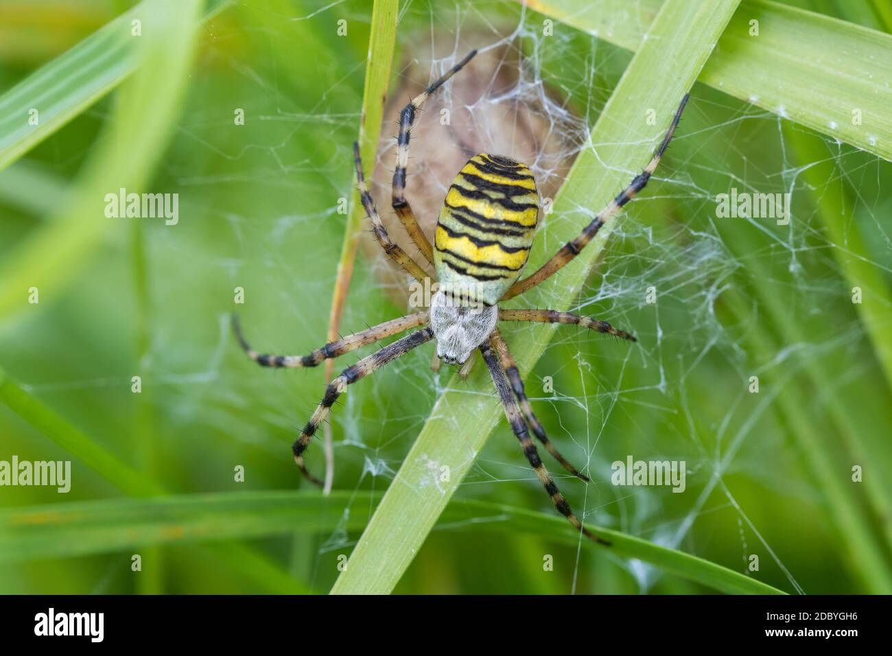 Argiope bruennichi (wasp spider) on web, species of orb-web spider ...
