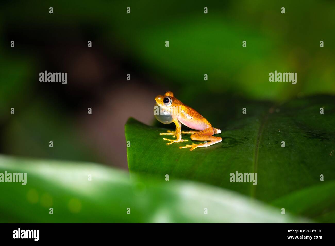 Small madagascar frog in hi-res stock photography and images - Alamy