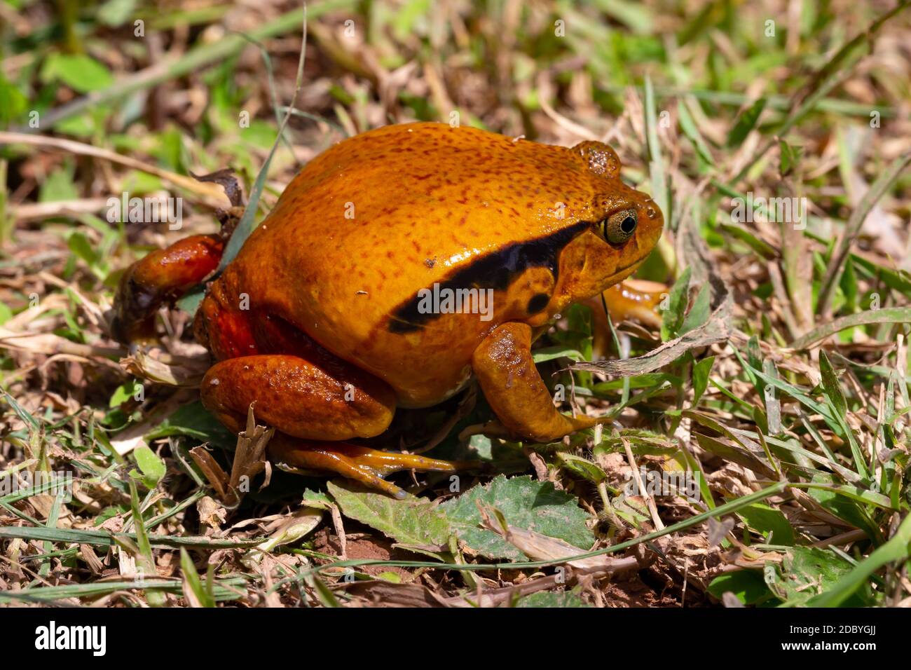 Orange frog hi-res stock photography and images - Alamy