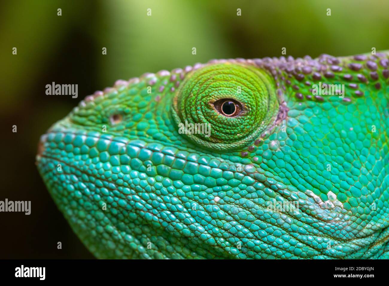 Close up shot chameleons hi-res stock photography and images - Alamy