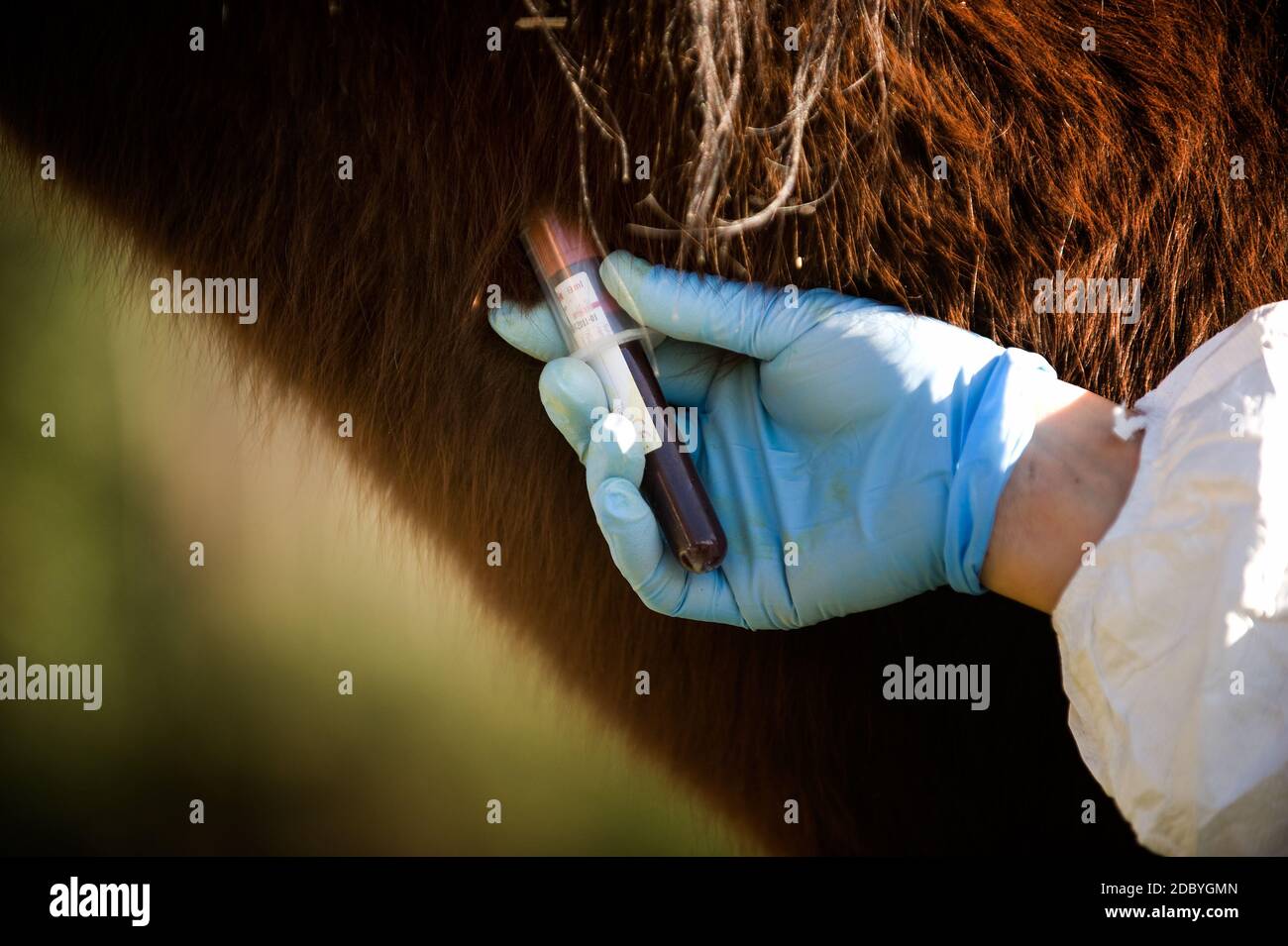Cow blood test hi-res stock photography and images - Alamy