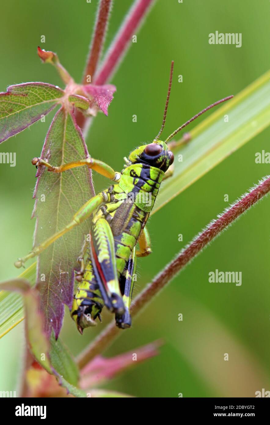 Alpine mountain scare hi-res stock photography and images - Alamy