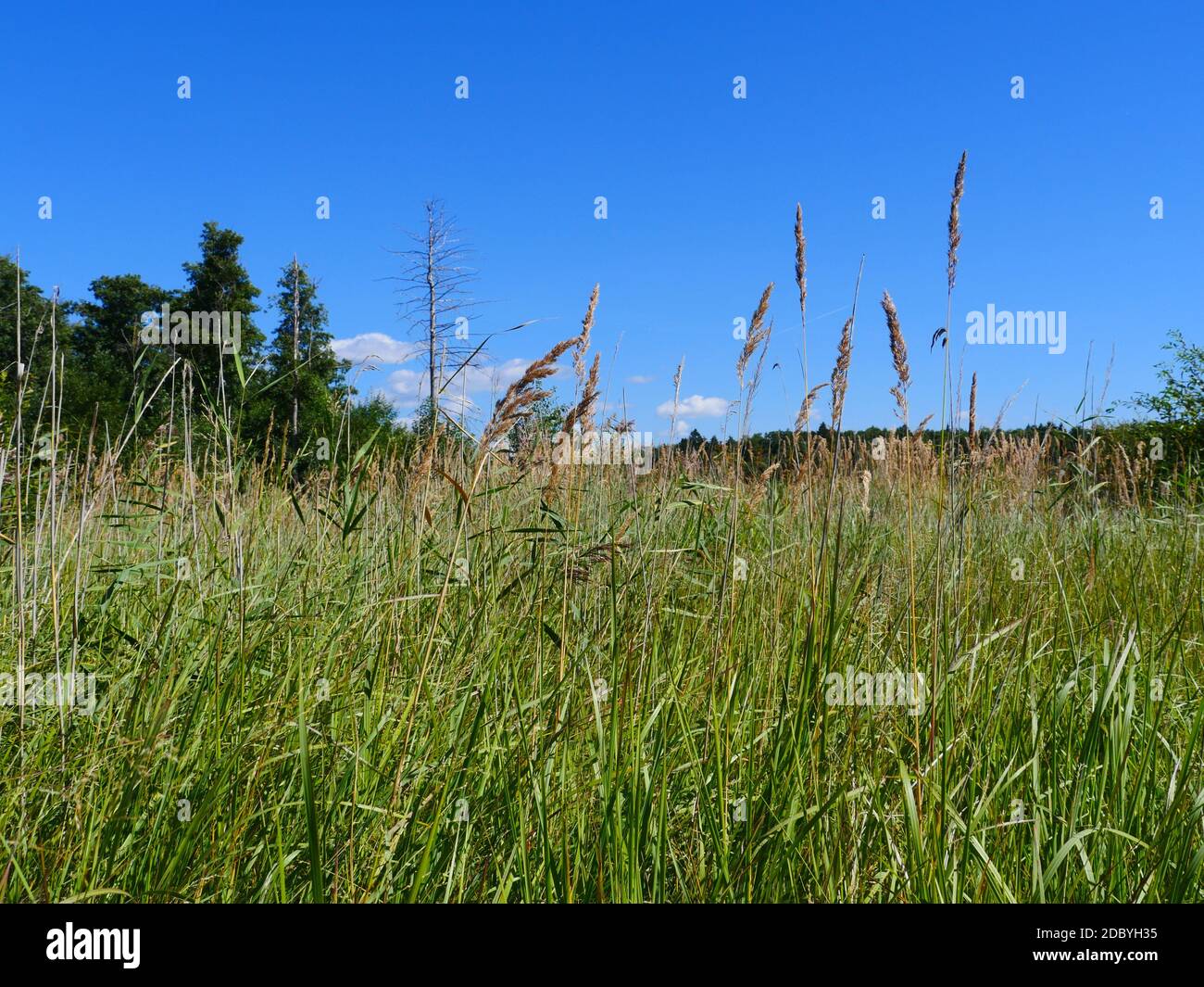 green grass in the meadow beautiful landscape low angle view Stock ...