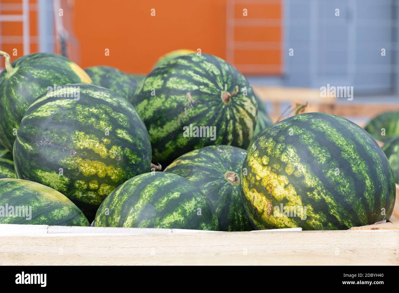 Big Watermelons in Crates at Wholesale Warehouse Stock Photo - Alamy