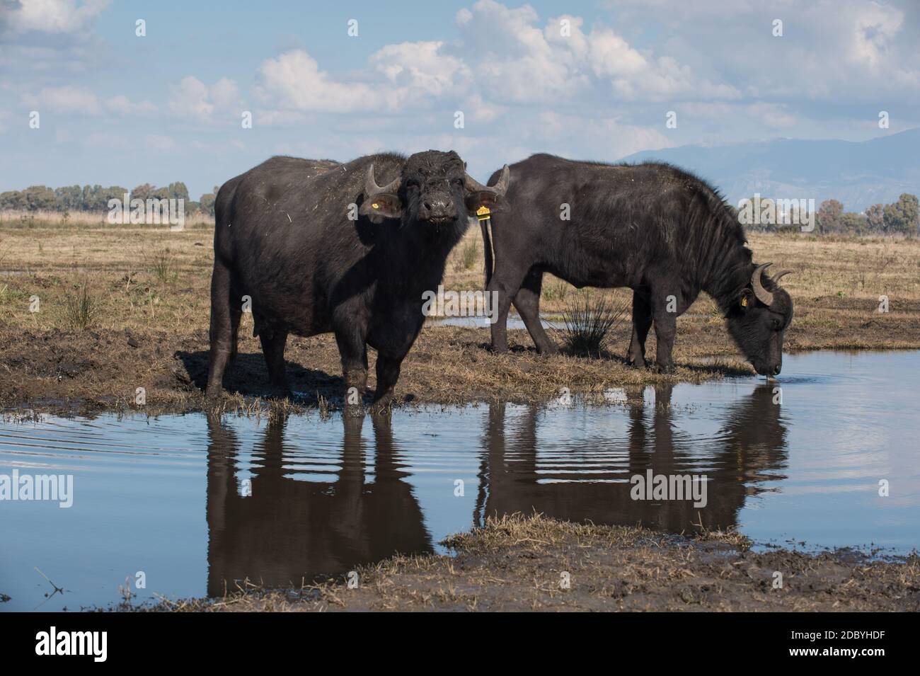 wild breeding of buffalo cows for the production of meat and milk used ...