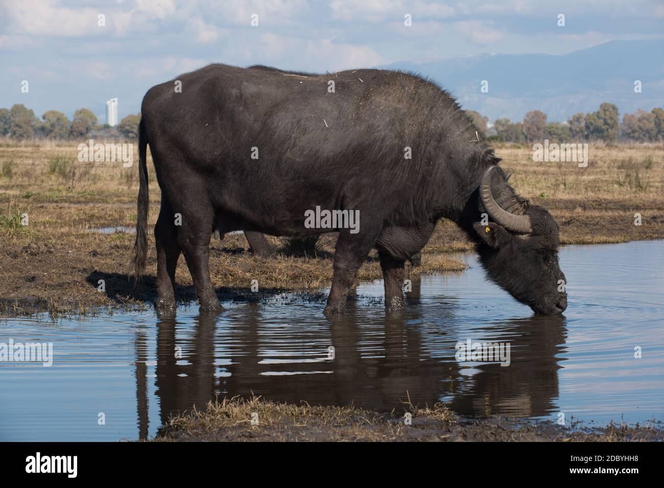wild breeding of buffalo cows for the production of meat and milk used ...