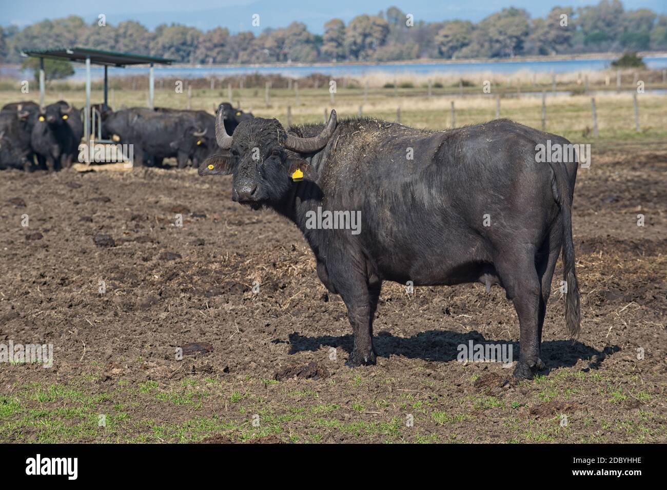 wild breeding of buffalo cows for the production of meat and milk used ...