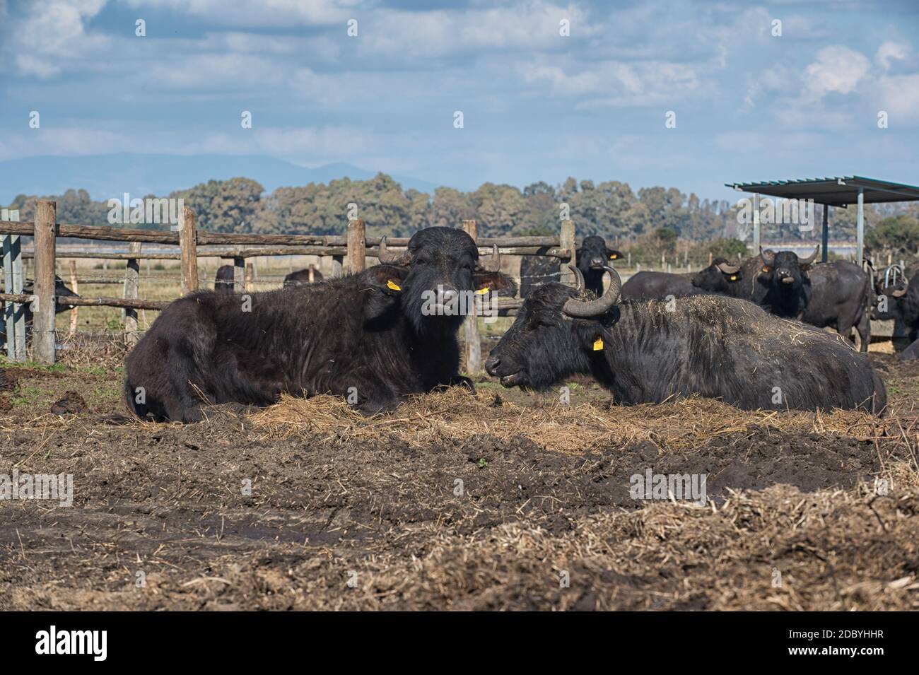 wild breeding of buffalo cows for the production of meat and milk used ...