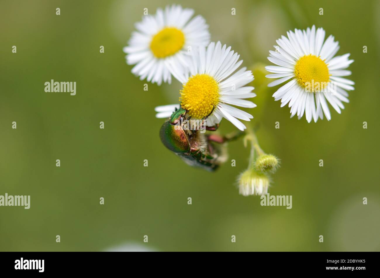 Scutellum hi-res stock photography and images - Alamy