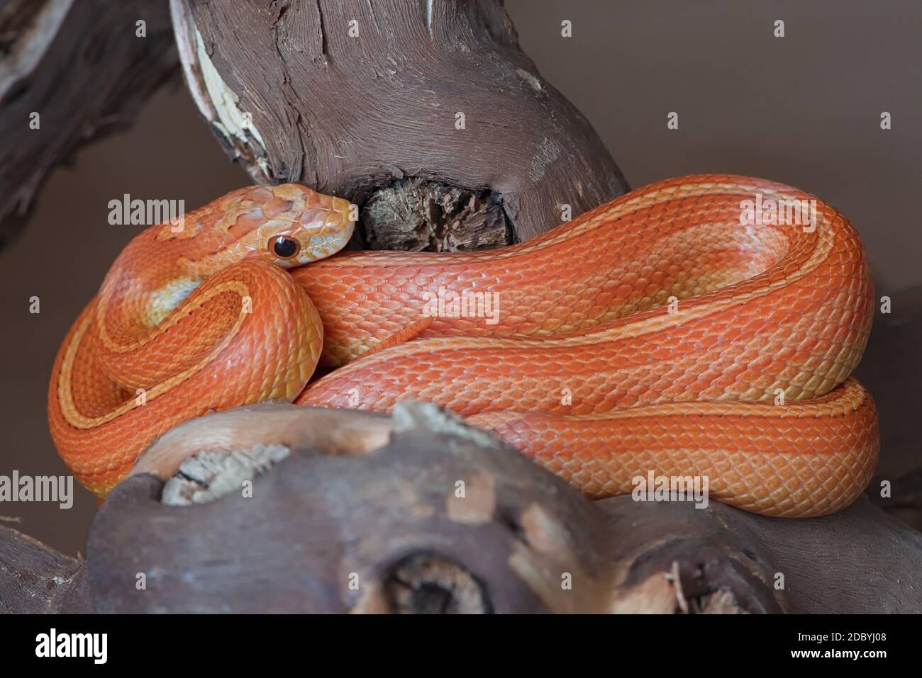 Red orange and yellow stripes pattern this pet corn snake that perches ...