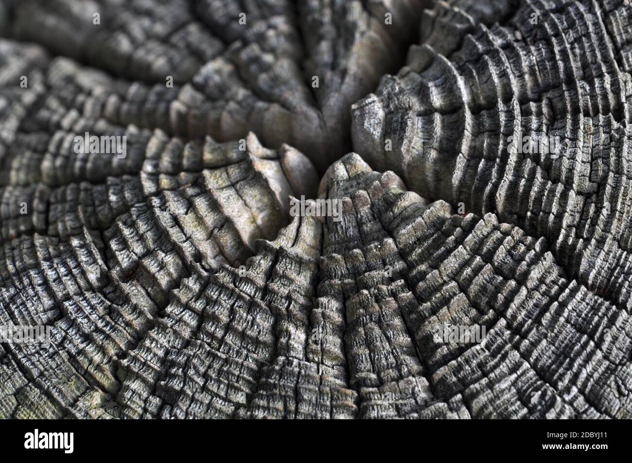 See wood structure hi-res stock photography and images - Alamy