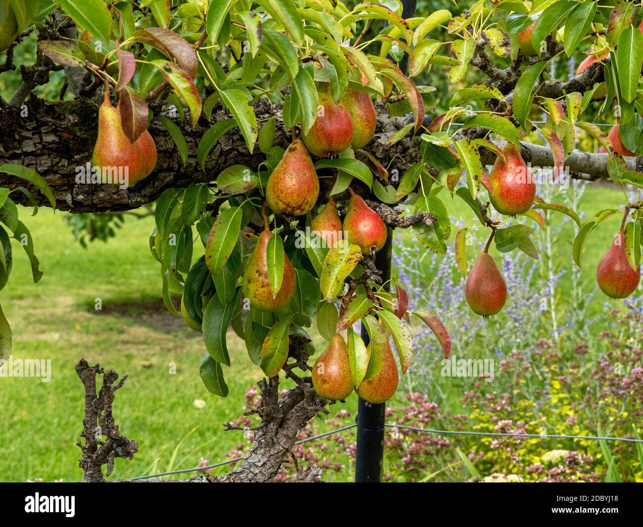 Red and green pears developing on a pear tree in summer Stock Photo - Alamy
