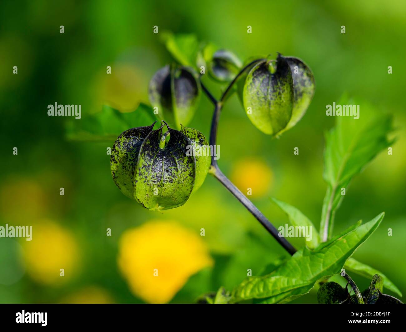 Pretty buds of Nicandra phasalodes, also known as apple of Peru and ...
